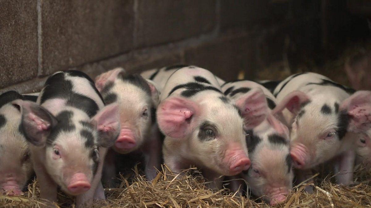 BBC Radio Cornwall - James Churchfield, 18/04/2024, Pigs and Poultry on ...