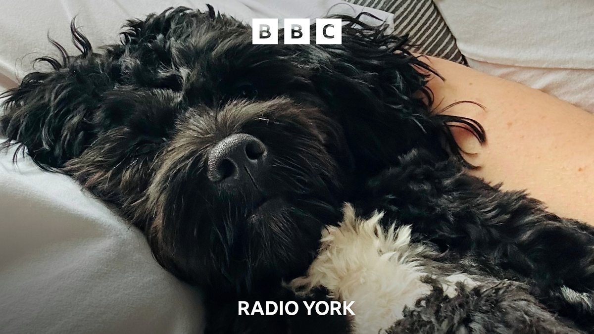 BBC Radio York - BBC Radio York, The luckiest dog in Filey