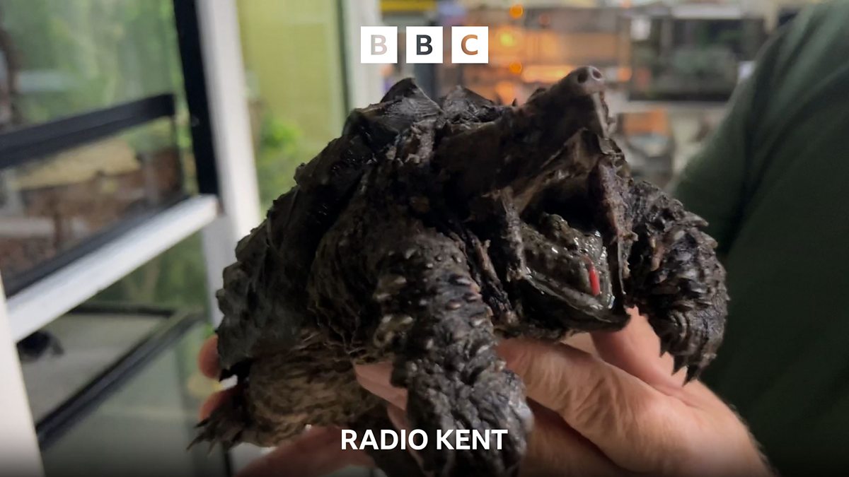 BBC Radio Kent - BBC Radio Kent, Fluffy to outlive us all in Tonbridge