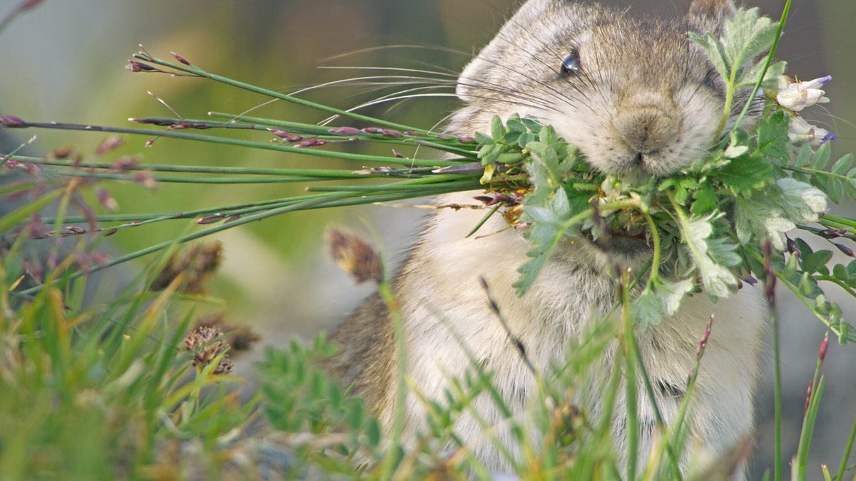 BBC One - Mammals - Filming pika: Making hay while the sun shines