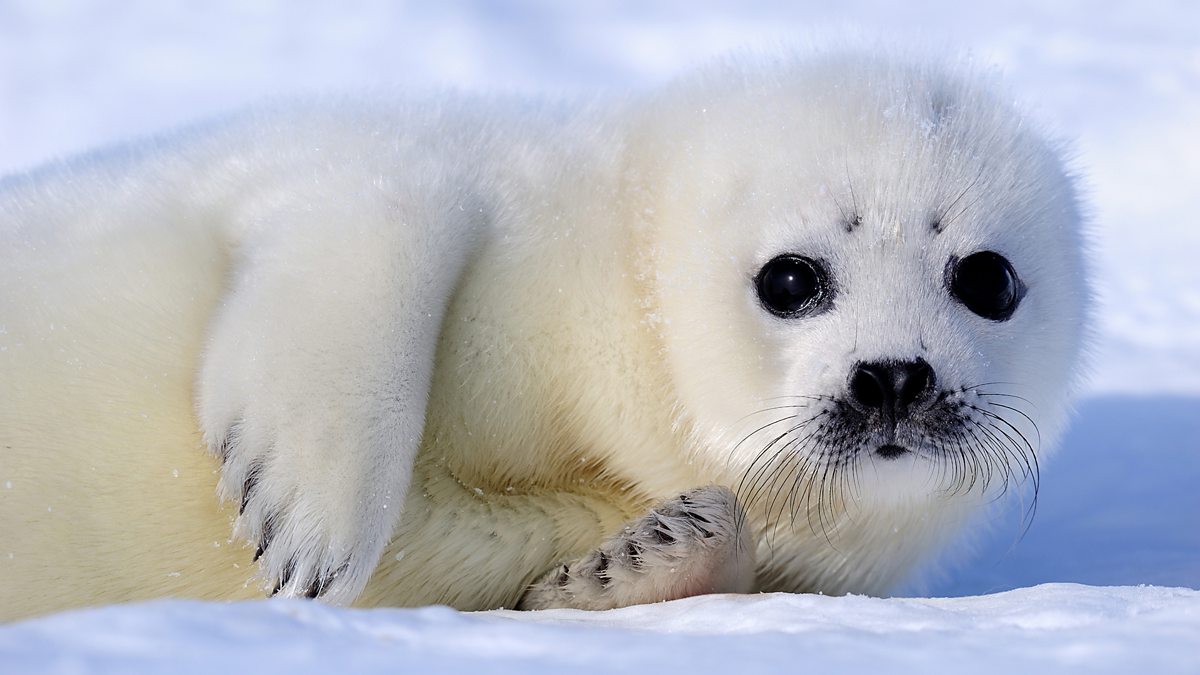 BBC One - Mammals, Series 1