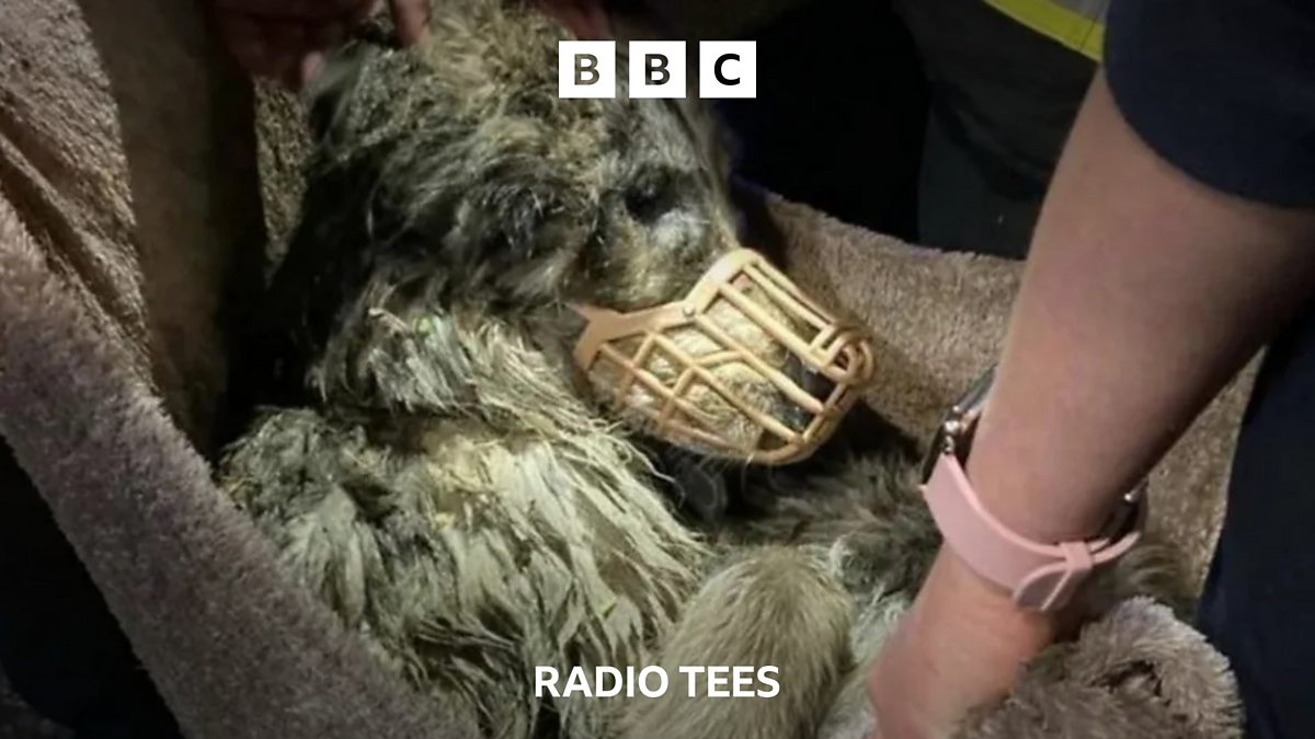 BBC Radio Tees - BBC Radio Tees, Search for owner of dog rescued from ...