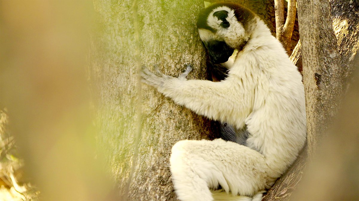 BBC One - Mammals - Tree hugging is cool
