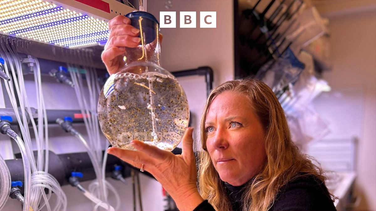 BBC World Service - People Fixing The World, Restoring California's ...