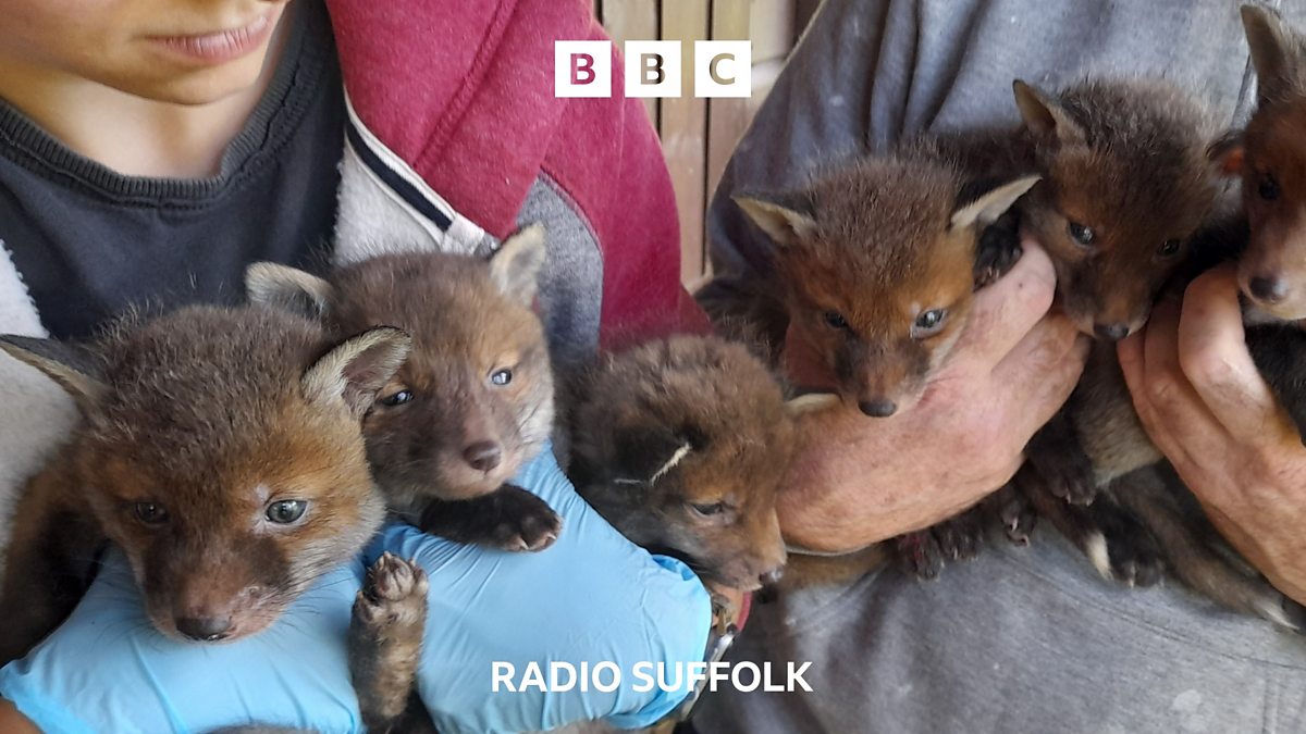 BBC Radio Suffolk - BBC Radio Suffolk, Global fame for Suffolk fox cub ...