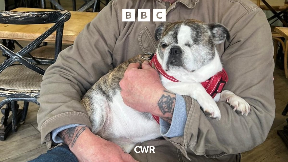 BBC CWR - BBC CWR, One-Eyed dog stolen in Henley-in-Arden car theft