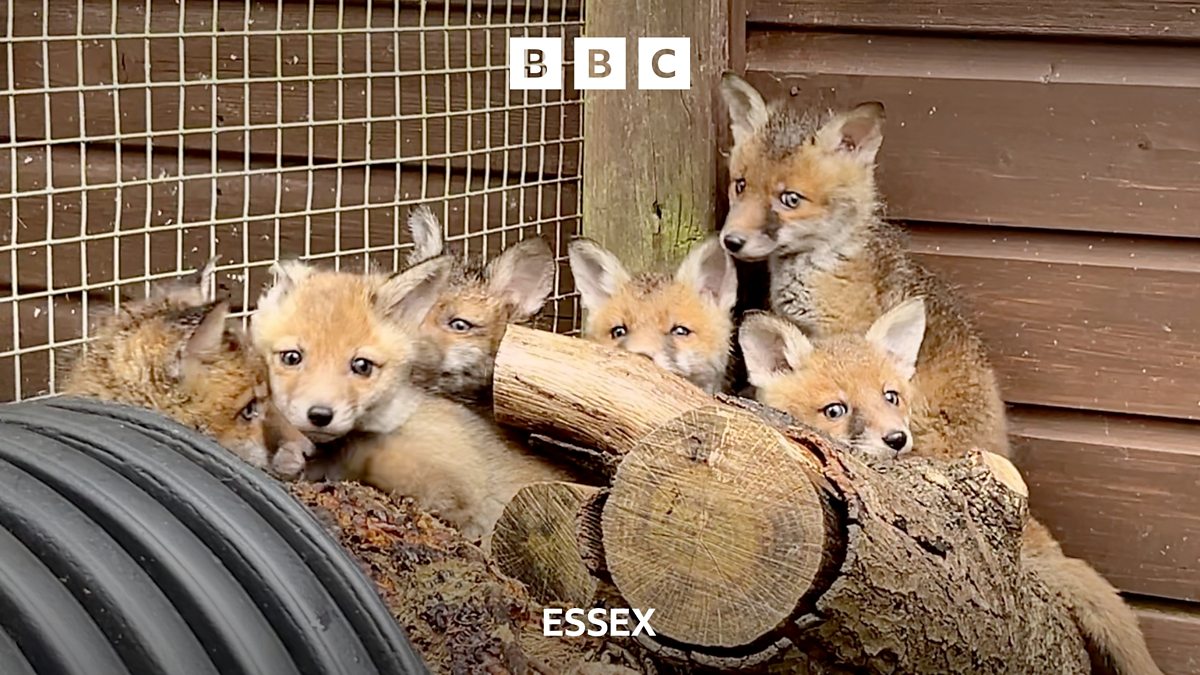 BBC Essex - BBC Essex, Rare fox cub litter rehomed in Essex