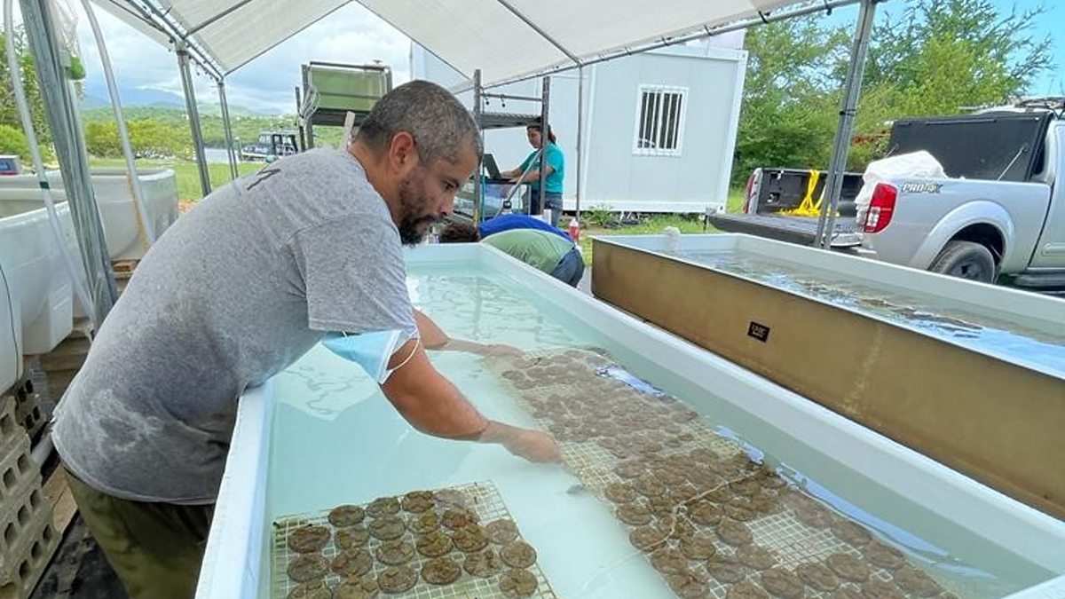 BBC World Service - CrowdScience, How should we protect our coastlines ...