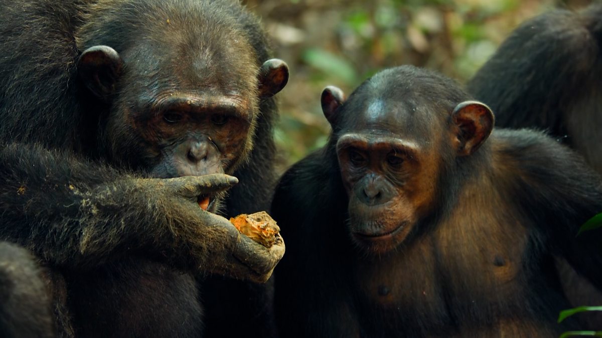 BBC One - Mammals, Series 1, Forest, Chimpanzees look for a forest ...