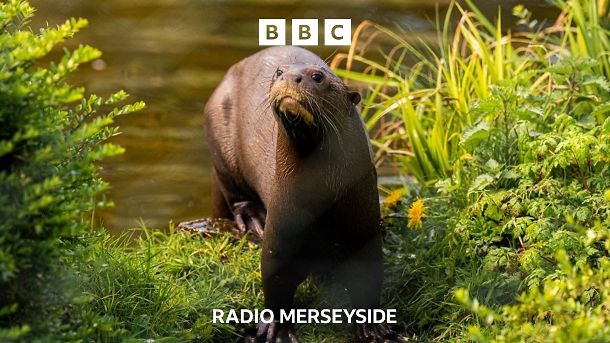 BBC Radio Merseyside - BBC Radio Merseyside, Chester Zoo's Giant Otter ...