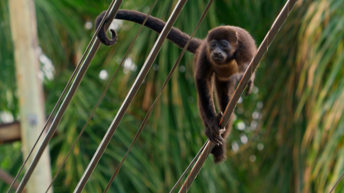 BBC One - Mammals, Series 1, Forest, Howler monkeys risk electrocution