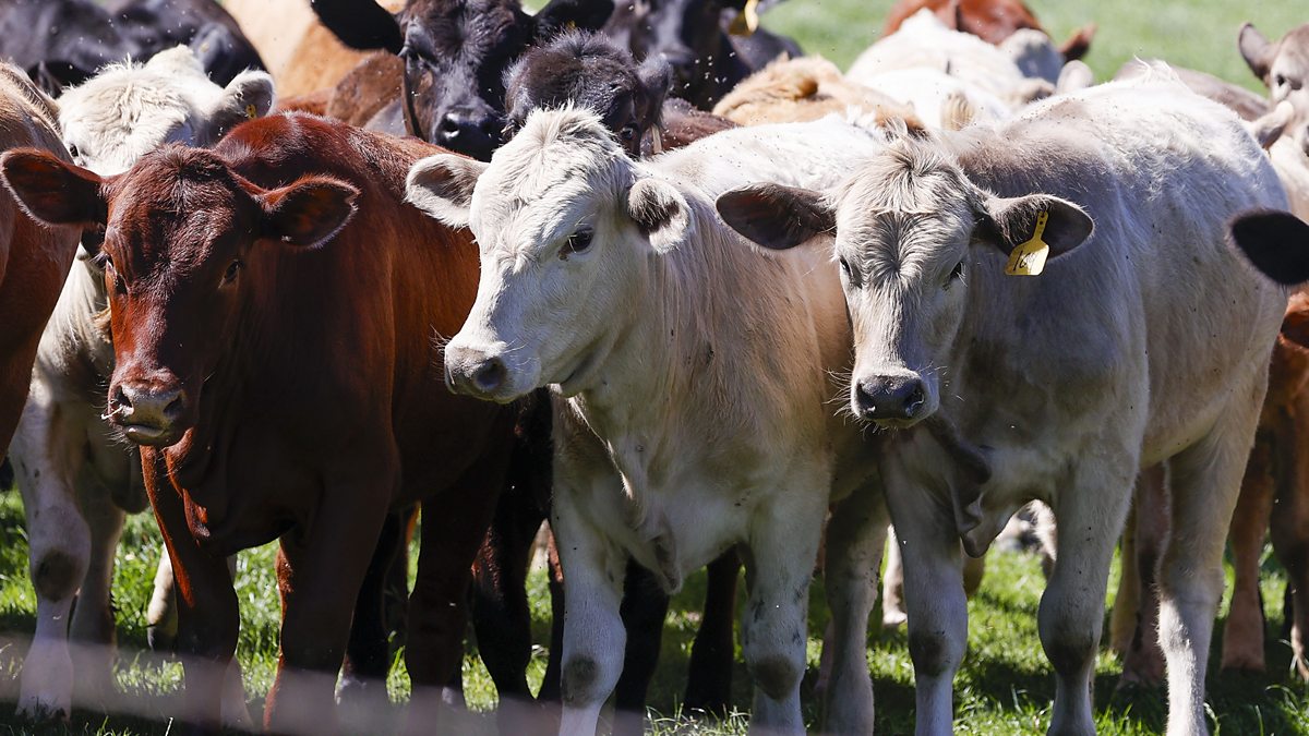 BBC World Service - Science In Action, Crossover infections