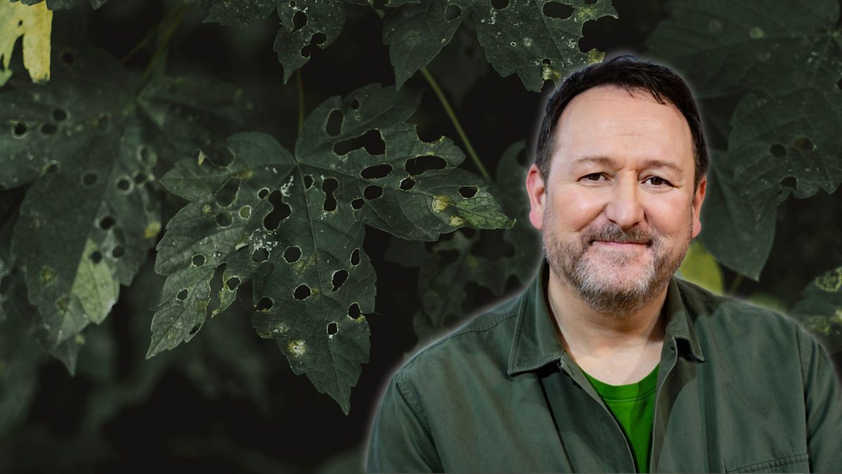 BBC One - Morning Live - Mark Lane - Slugs & Pests