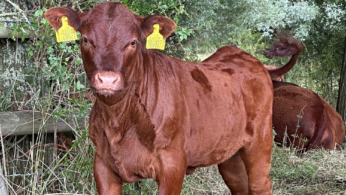 BBC Radio Cambridgeshire - Dotty McLeod, 15/05/2024, Red Ruby cows need ...