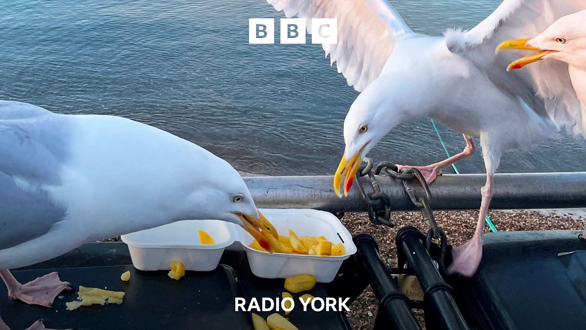 BBC Radio York - BBC Radio York, How vicious are Scarborough's seagulls?