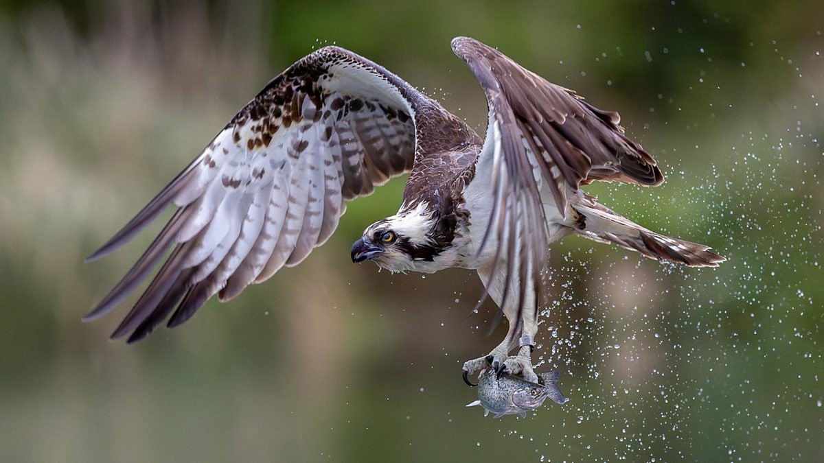 Springwatch - 2024: Episode 4 - BBC iPlayer