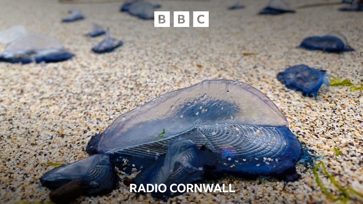 BBC Radio Cornwall - BBC Radio Cornwall, Thousands of By-the-Wind ...