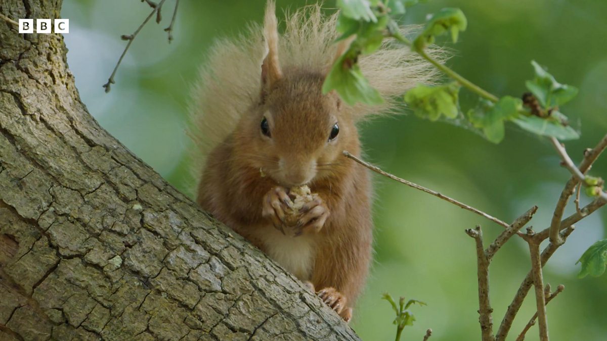 BBC Two - Springwatch, Sit back and relax with this mindful moment