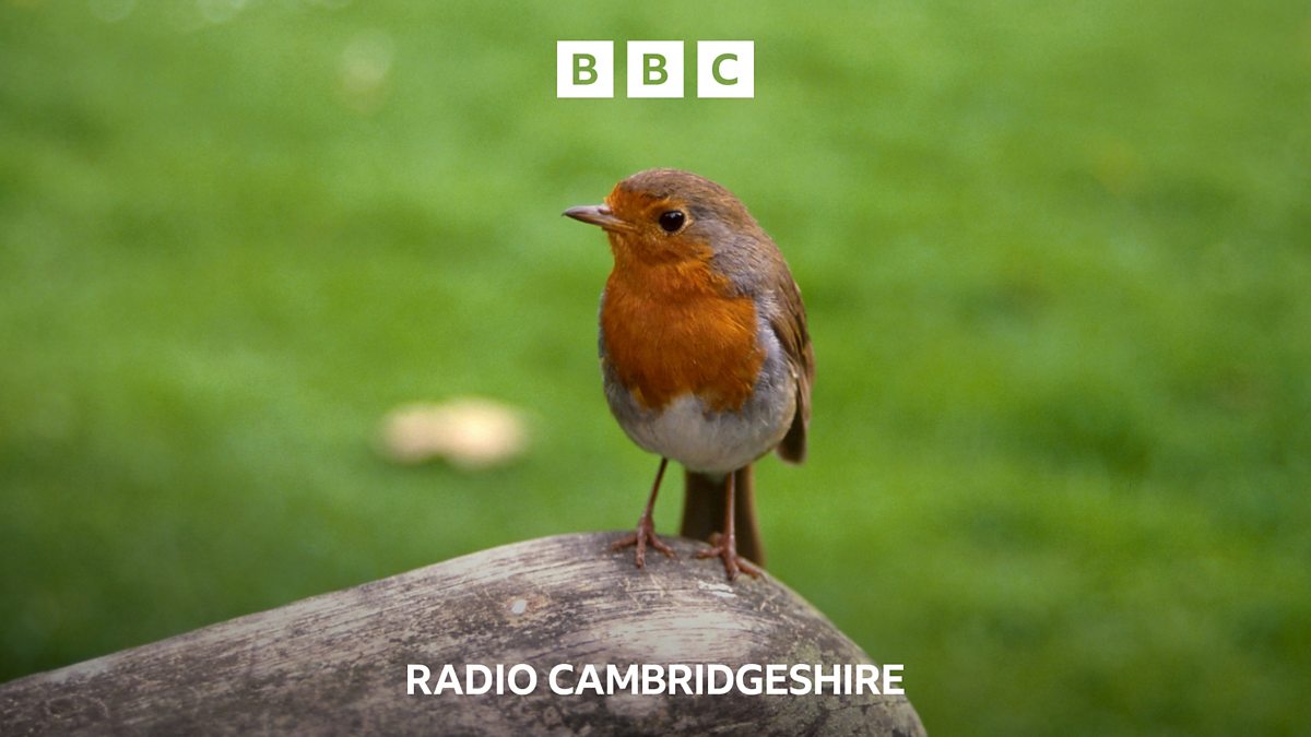 BBC Radio Cambridgeshire - BBC Radio Cambridgeshire, Is the dawn chorus ...