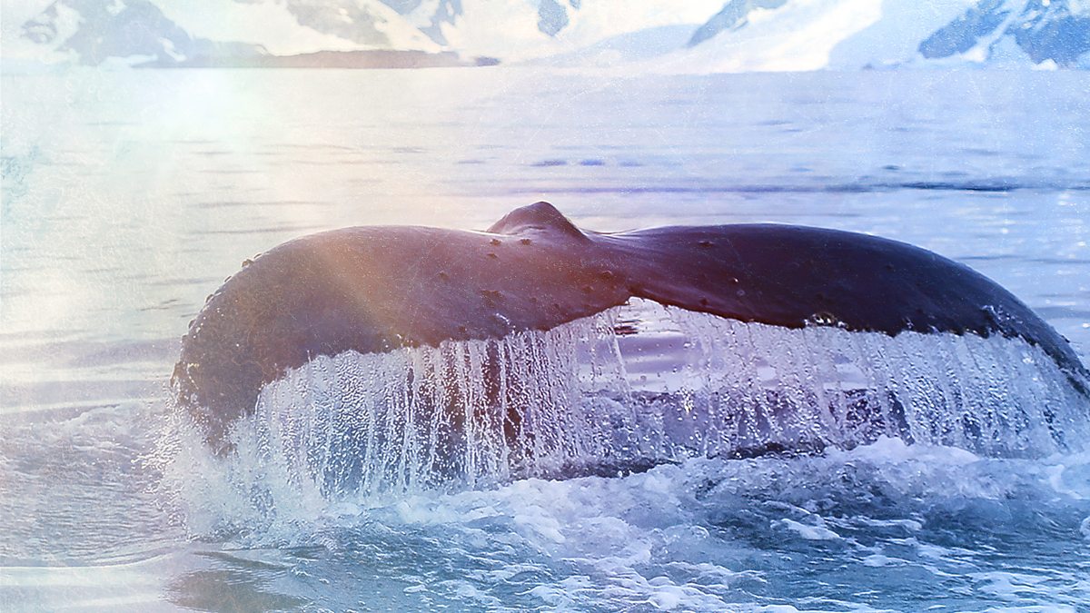 BBC News - Secrets of Antarctica's Giants