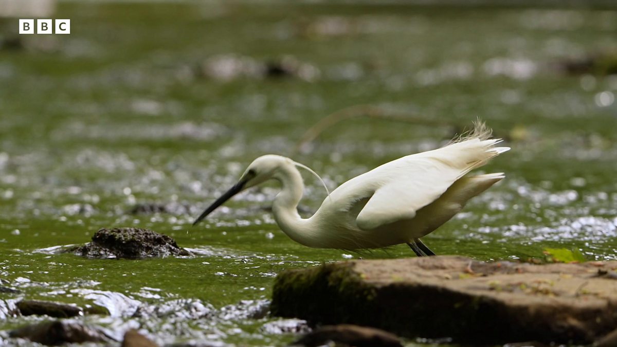 BBC Two - Springwatch, Take a moment of calm with this babbling brook