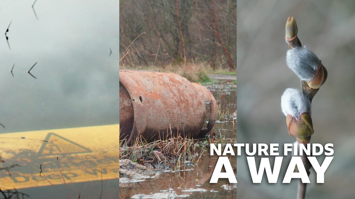 BBC - The Social, Nature Finds A Way