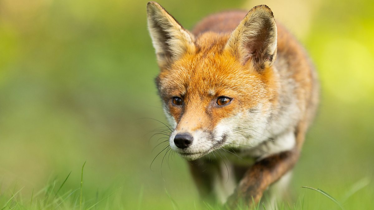 Springwatch - 2024: Episode 9 - BBC iPlayer