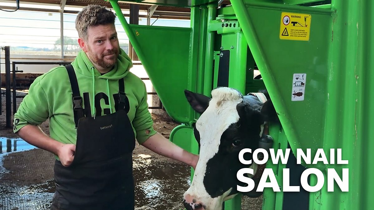 BBC - The Social, Cow Nail Salon