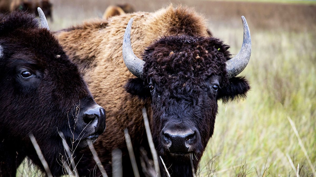 Am Buabhall Ameireaganach/The American Buffalo - Series 1: 2. Cuimhne ...