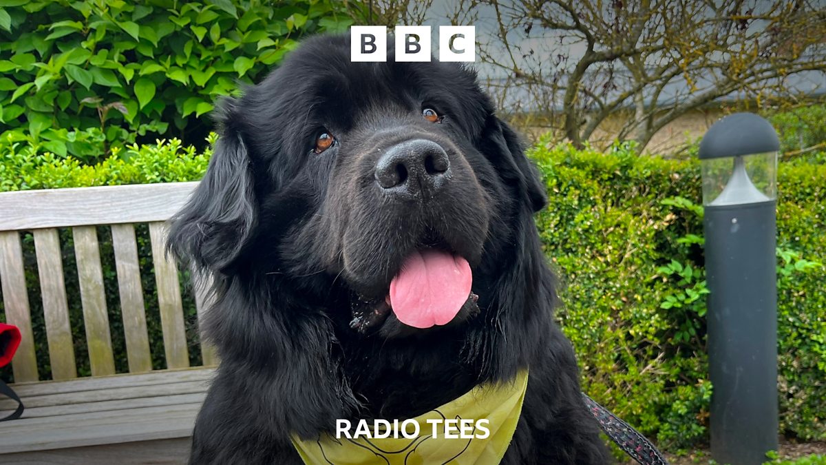 BBC Radio Tees - BBC Radio Tees, Teesside's four-legged therapists