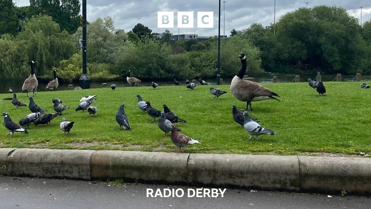 BBC Radio Derby - BBC Radio Derby, Should you be fined for feeding birds?