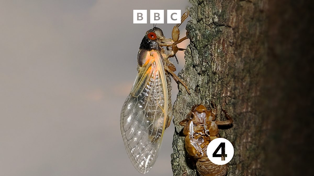 BBC Radio 4 - Seriously..., Brood X