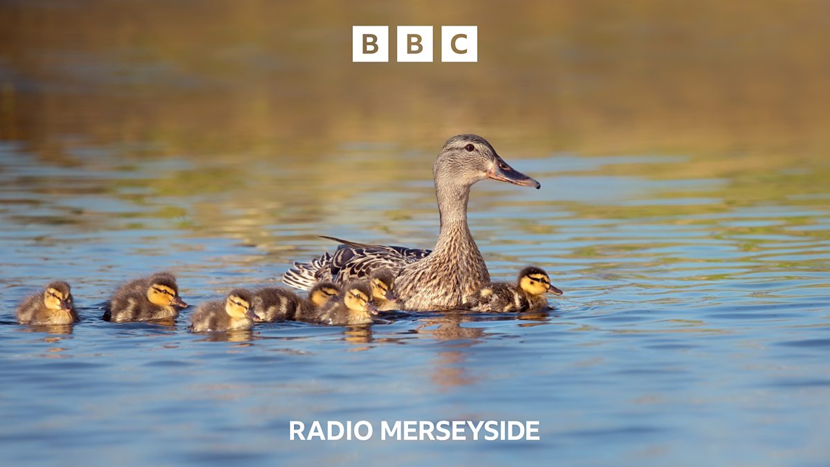BBC Radio Merseyside - BBC Radio Merseyside, Scouse-Speaking Ducks?