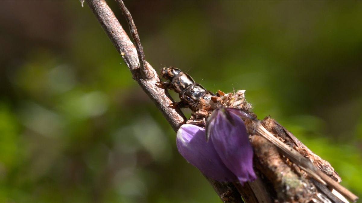 BBC Two - Springwatch, Take a look at one of the UK's weirdest caterpillars