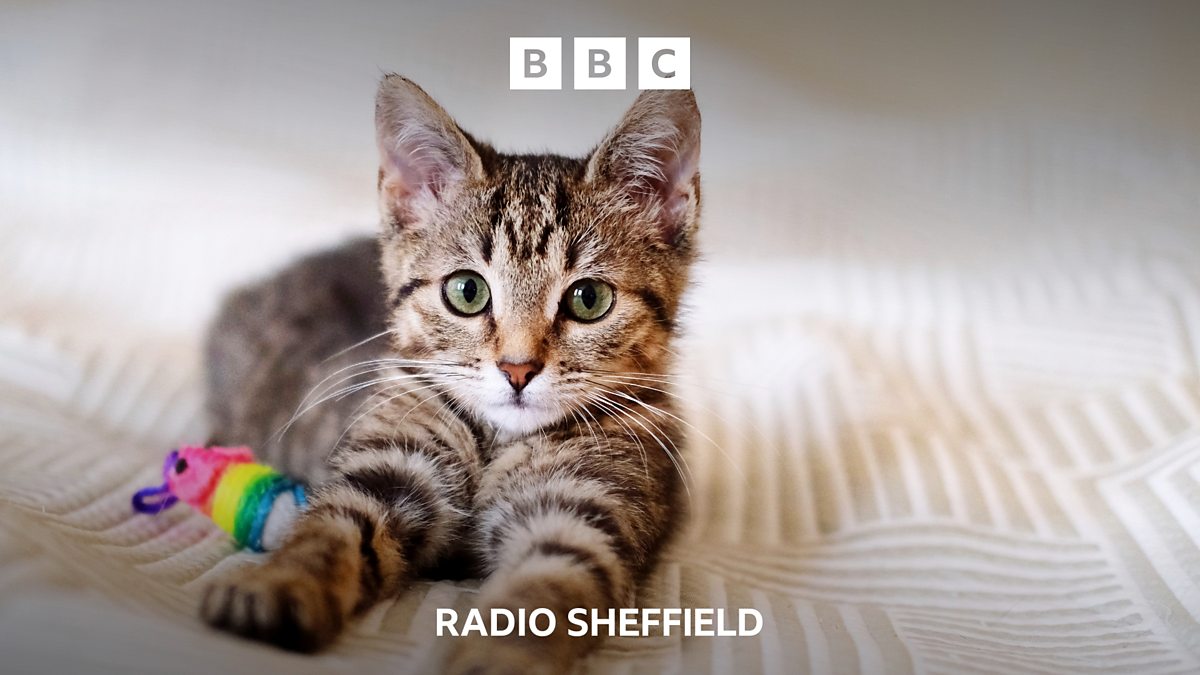 BBC Radio Sheffield - BBC Radio Sheffield, Sheffield Vet warns cat ...