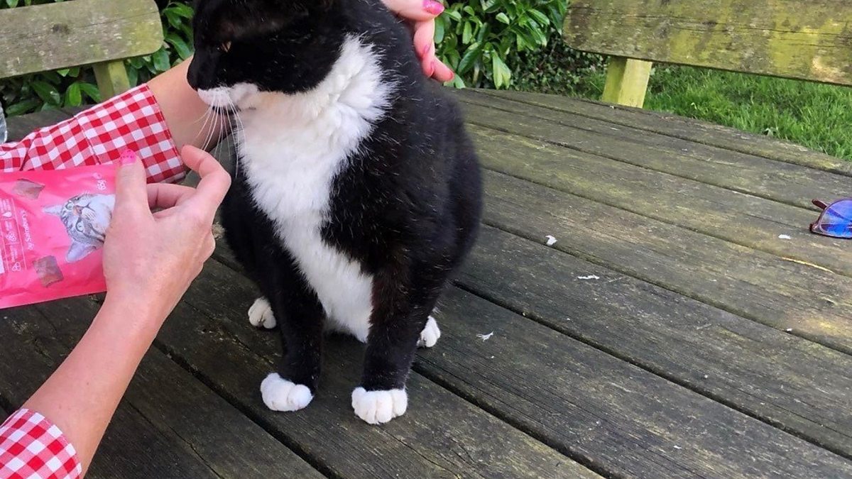 BBC Radio Cambridgeshire - Dotty McLeod, 11/06/2024, Pur-fect Student