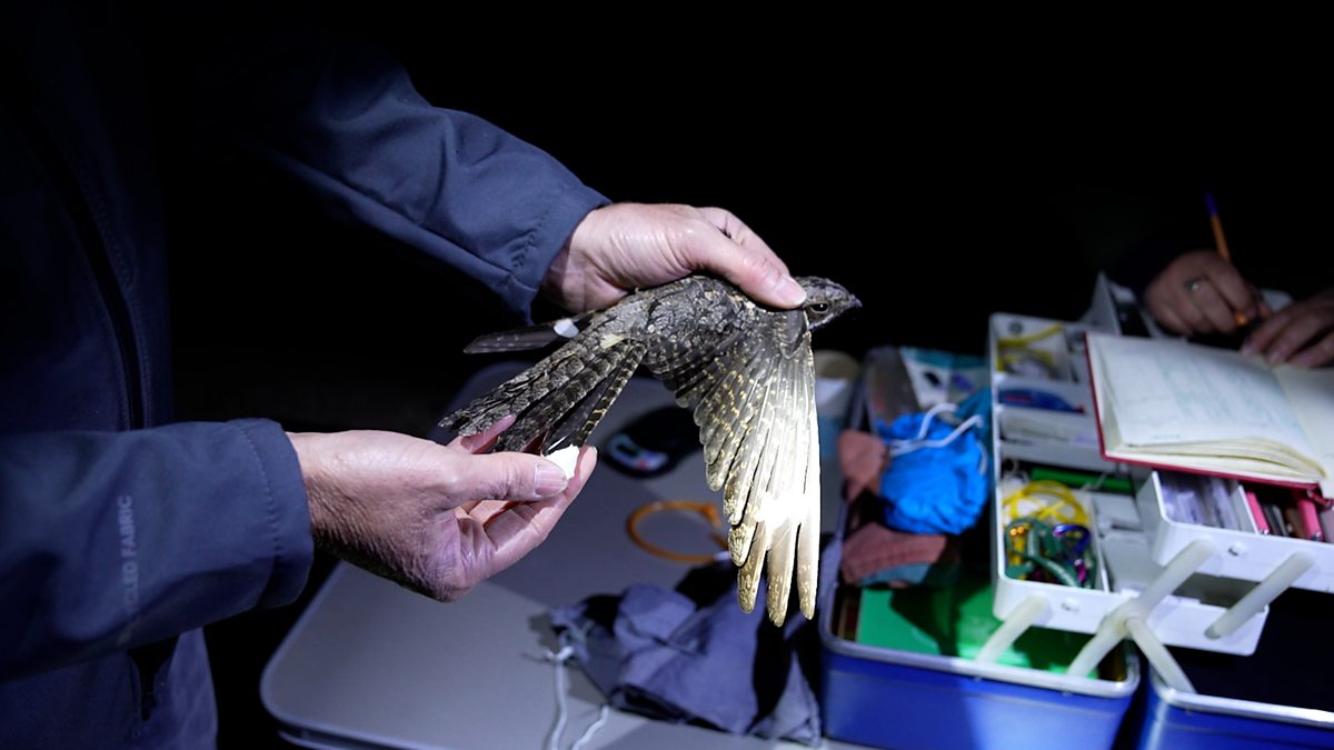 BBC Two - Springwatch, Hannah Stitfall joins a team tagging nightjars