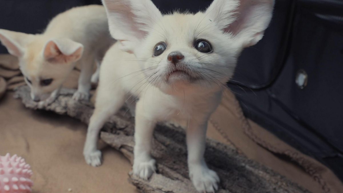 BBC Radio Wiltshire - Ben Prater, Tiny fennec foxes growing up fast in ...