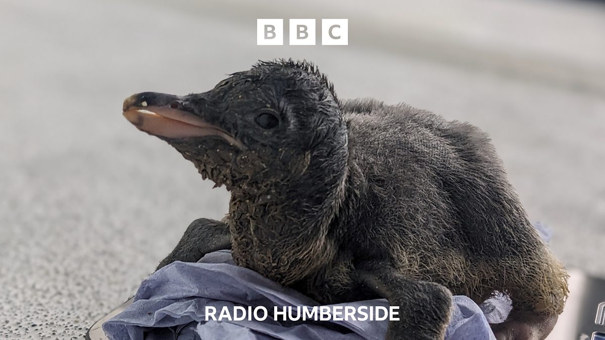 BBC Radio Humberside - BBC Radio Humberside, New baby penguin arrives ...
