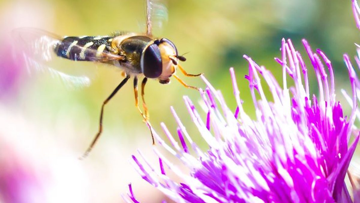 BBC Radio Cornwall - Julie Skentelbery, The Magnificent Migration of ...