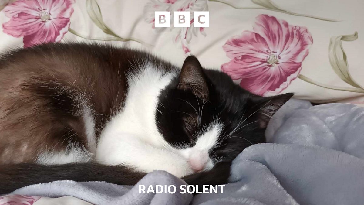 BBC Radio Solent - BBC Radio Solent, Dorchester cat goes viral looking ...