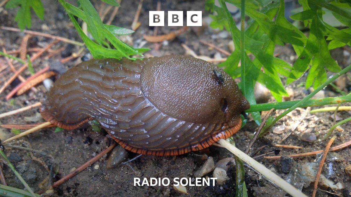 BBC Radio Solent - BBC Radio Solent, How to keep slugs off your plants