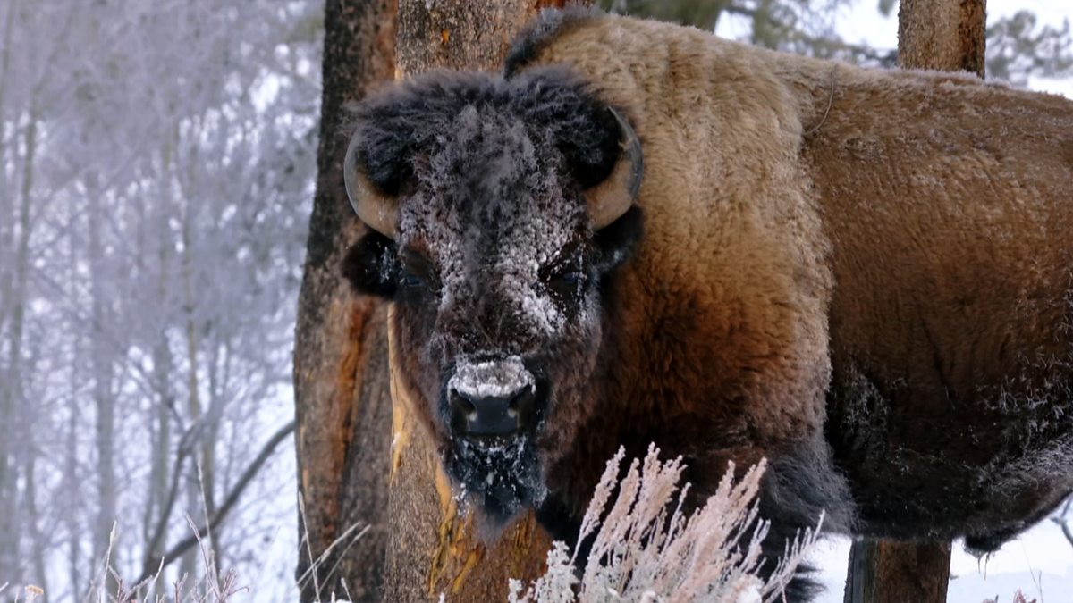 BBC ALBA - Am Buabhall Ameireaganach/The American Buffalo, Series 1 ...