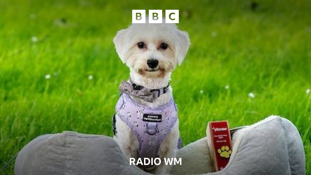BBC Radio WM - BBC Radio WM, Dog found in Dudley canal wins award