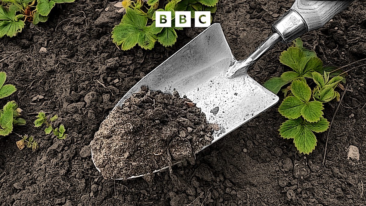 BBC World Service - The Food Chain, How safe is the soil in our cities?