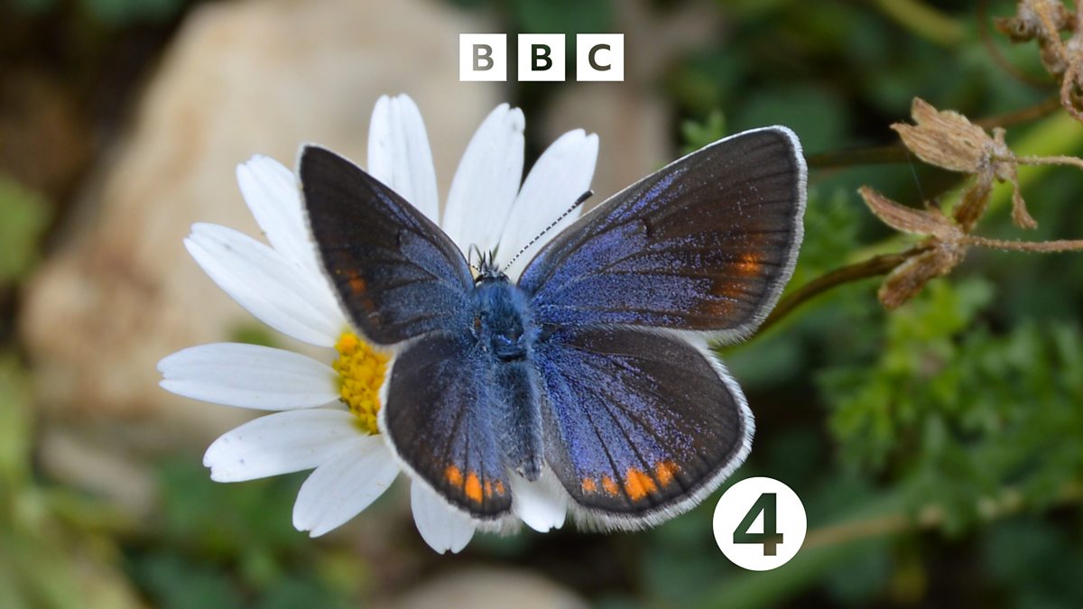 BBC Radio 4 - Searching for Butterflies