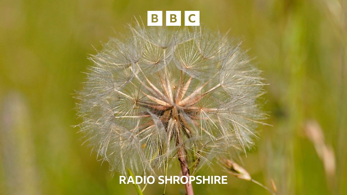 BBC Radio Shropshire - BBC Radio Shropshire, The Shropshire "pollen bomb"