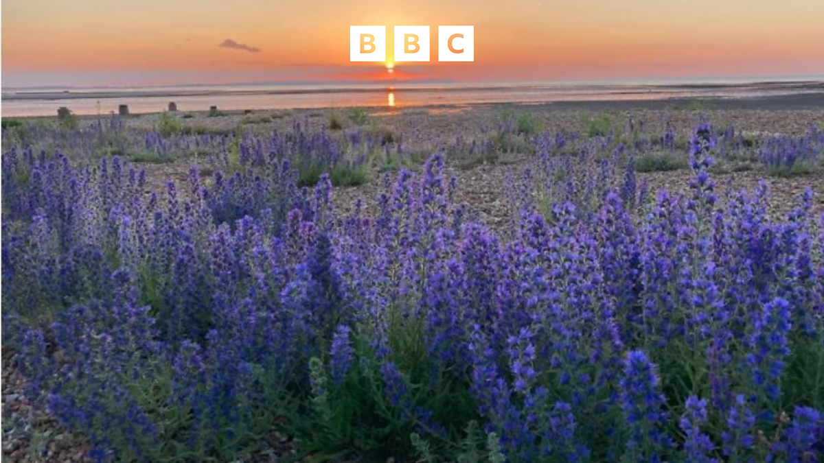 BBC Radio Sussex - Allison Ferns on BBC Radio Sussex, The Week in Words ...