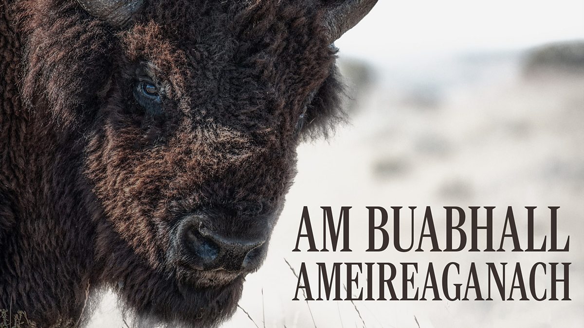 BBC ALBA - Am Buabhall Ameireaganach/The American Buffalo