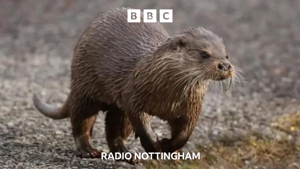 BBC Radio Nottingham - BBC Radio Nottingham, Are otters making a ...